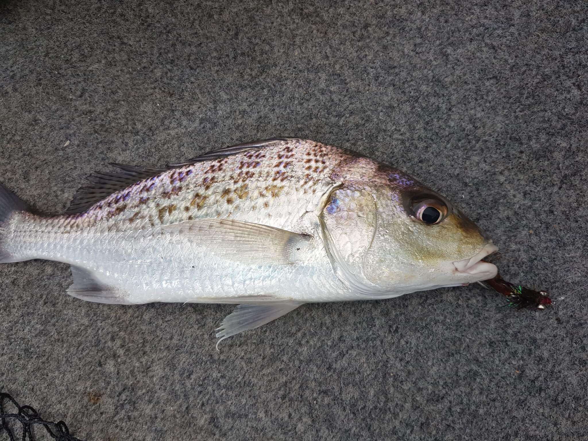 New fly categories introduced for 2020 BTHU - Boyne Tannum Hookup